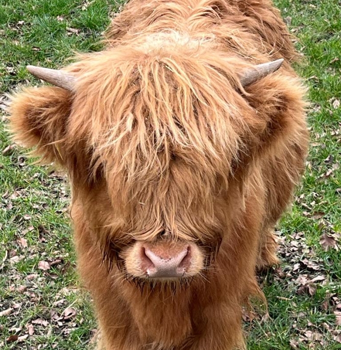 Animals at Peckmoor Farm Lodges – Peckmoor Farm Lodges