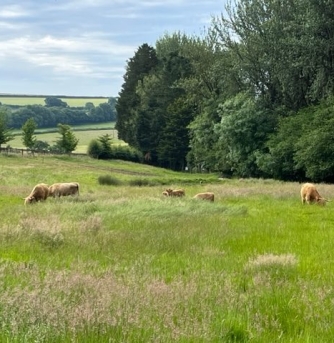 Animals at Peckmoor Farm Lodges – Peckmoor Farm Lodges